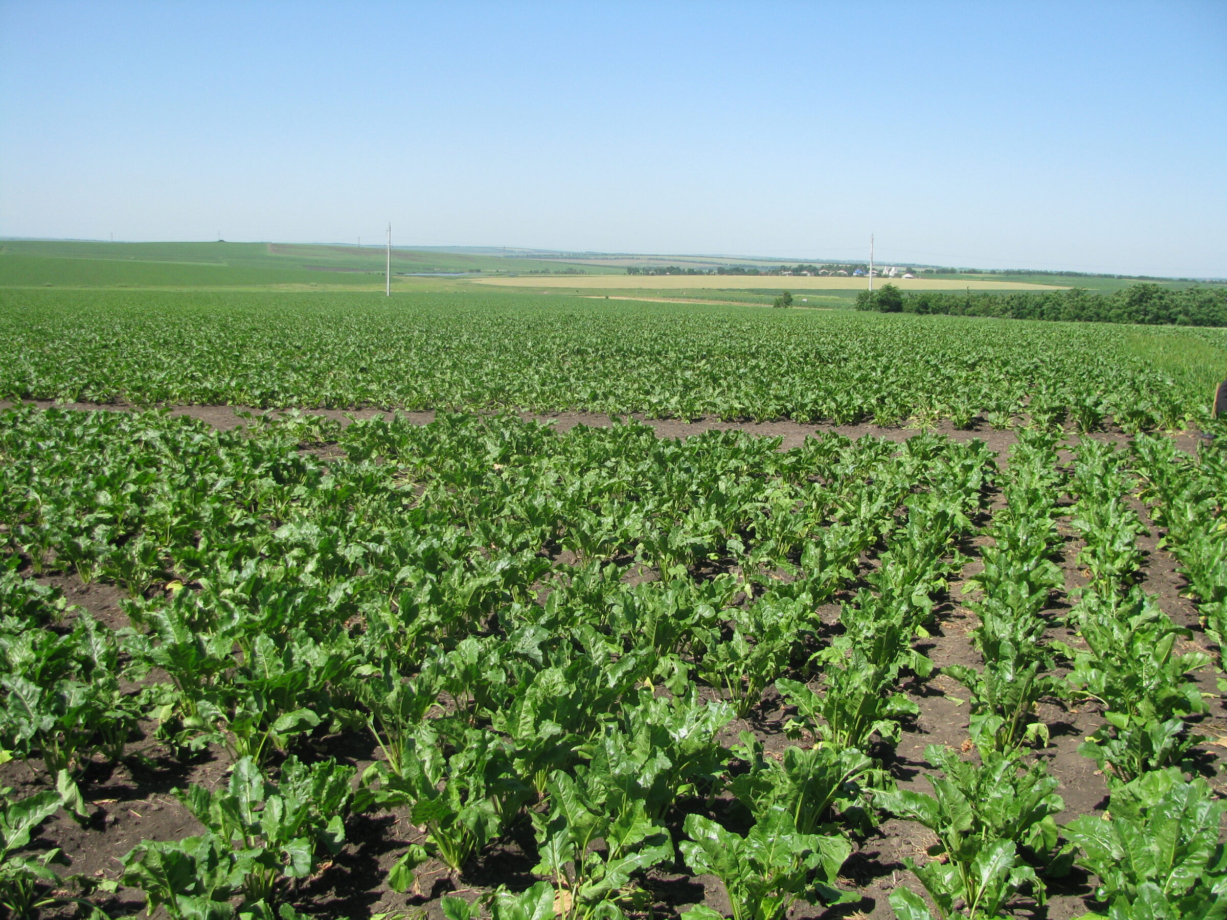 Landbouwgrond kopen of pachten